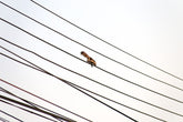 3 Ways Squirrels Get Onto Power Lines