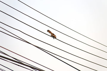 3 Ways Squirrels Get Onto Power Lines