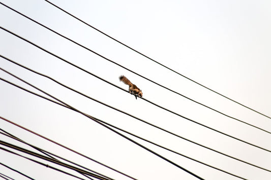 3 Ways Squirrels Get Onto Power Lines