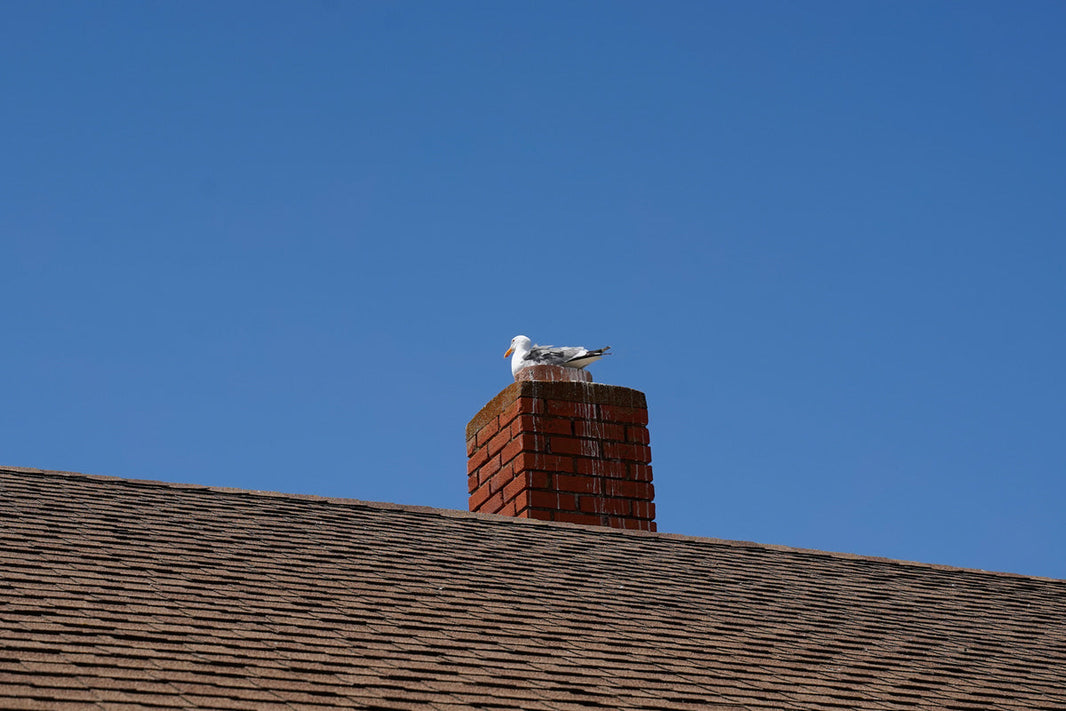 4 Benefits of Regular Chimney Pest Control Inspections