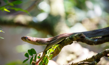 Common Myths About Snakes You Can Stop Believing