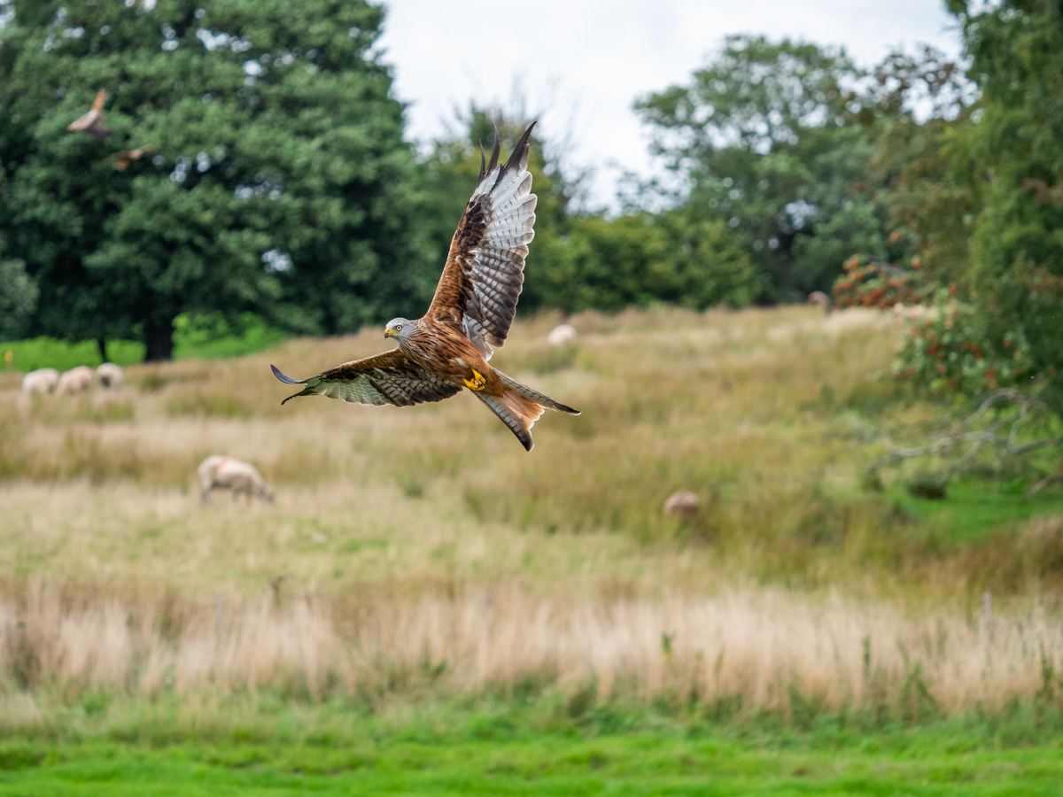 Human-Wildlife Conflict: Navigating Impacts in Urban and Rural Areas