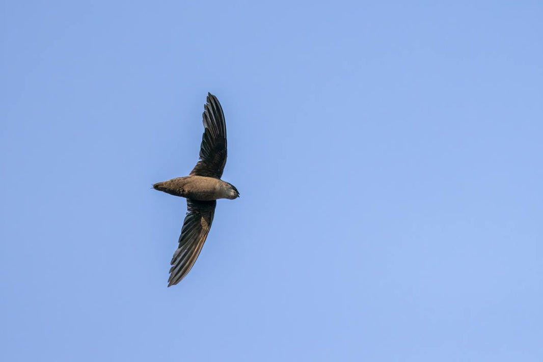 The Ultimate Guide to Preventing Chimney Swifts from Invading Your Chi