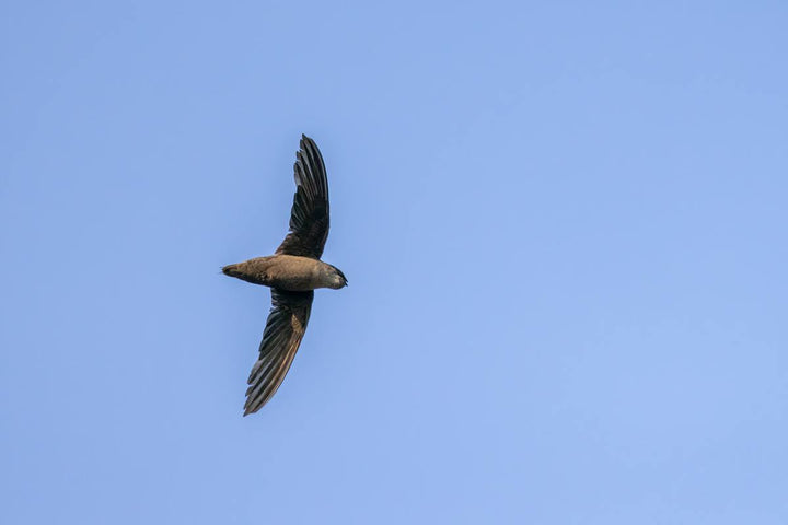 The Ultimate Guide to Preventing Chimney Swifts from Invading Your Chi