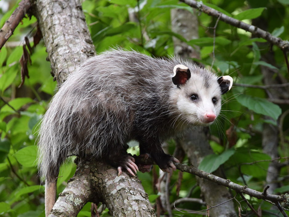 Possum Deterrent - Opossum Guard for Power Lines and Wires