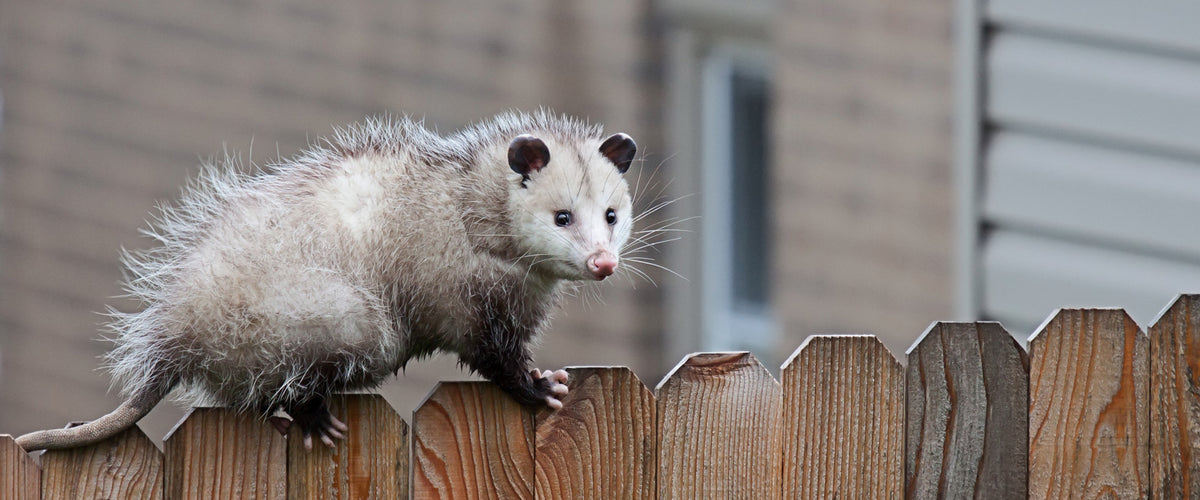 Possum Deterrent - Opossum Guard for Power Lines and Wires