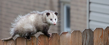 Possum Deterrent - Opossum Guard for Power Lines and Wires