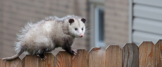 Possum Deterrent - Opossum Guard for Power Lines and Wires