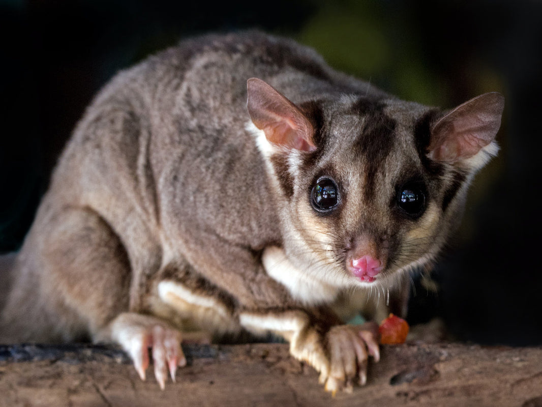 Possum Deterrent - Opossum Guard for Power Lines and Wires
