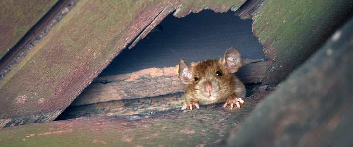 Rat Guards for Power Lines, Trees, and Ships' Mooring Lines